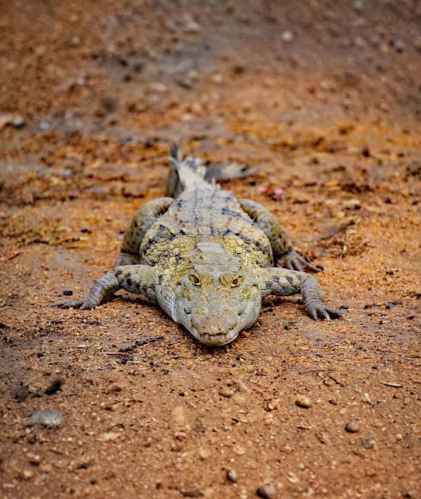 7 Exciting Reasons To Visit Paga Crocodile Pond