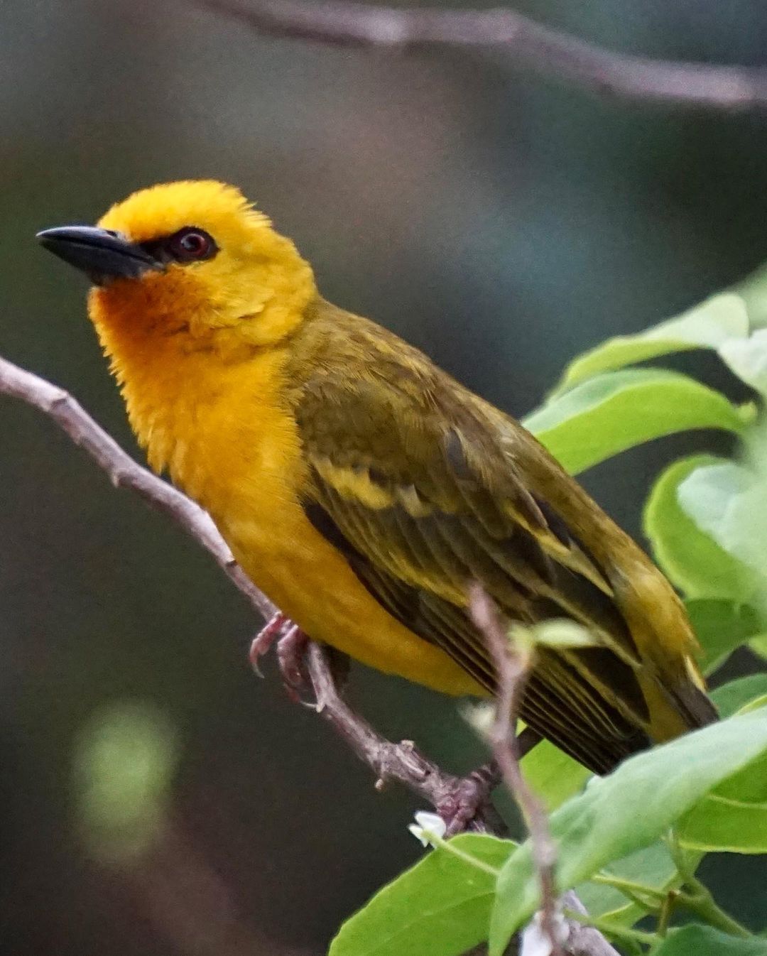 10 Reasons To Visit Kakum National Park