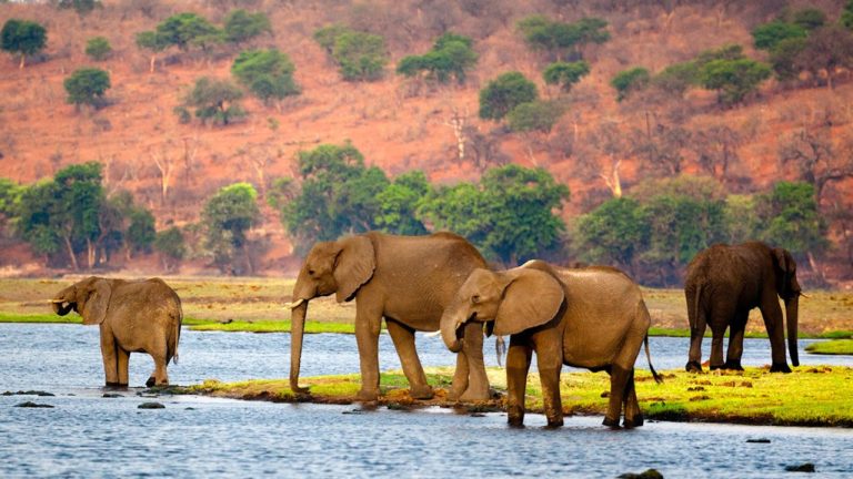 10 Most Popular Foods From Botswana