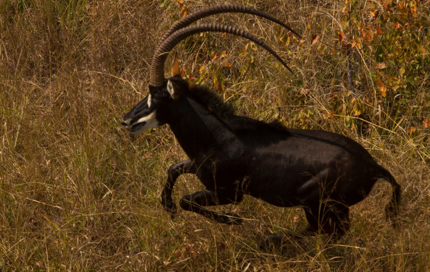 9 Interesting Facts About Angola
