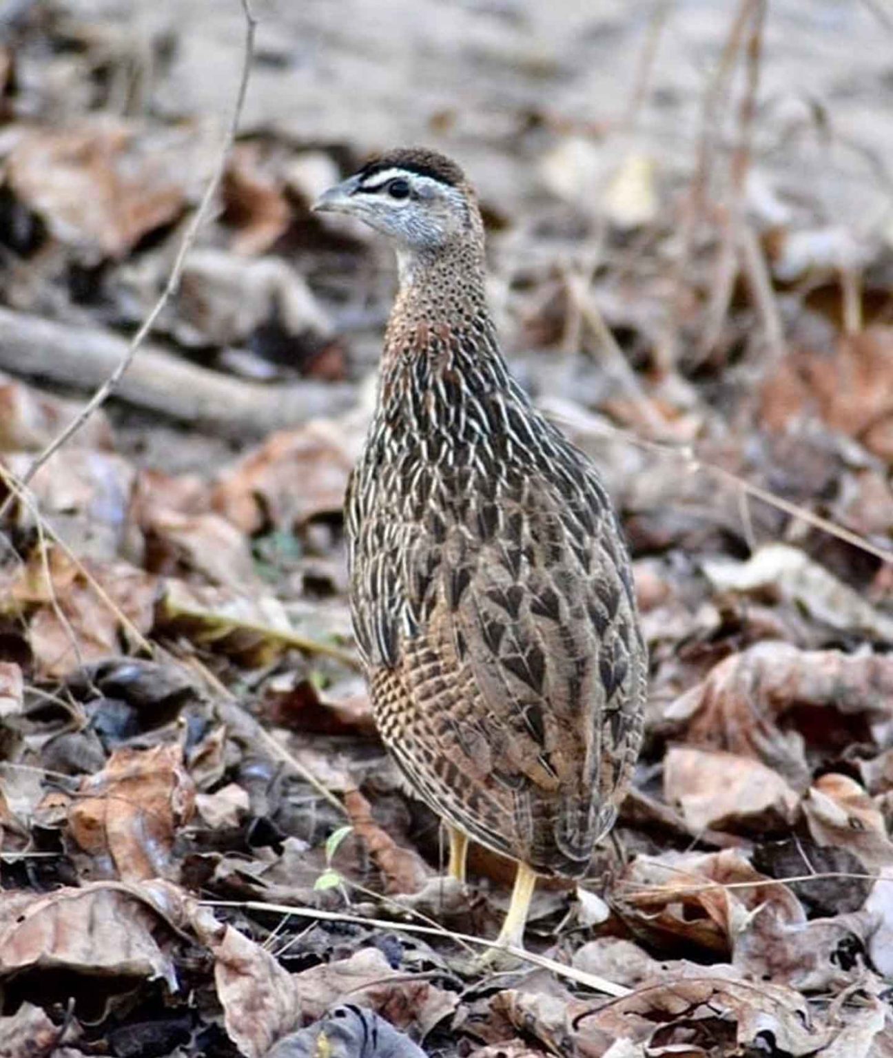 8 Things To Know Before Visiting Mole National Park