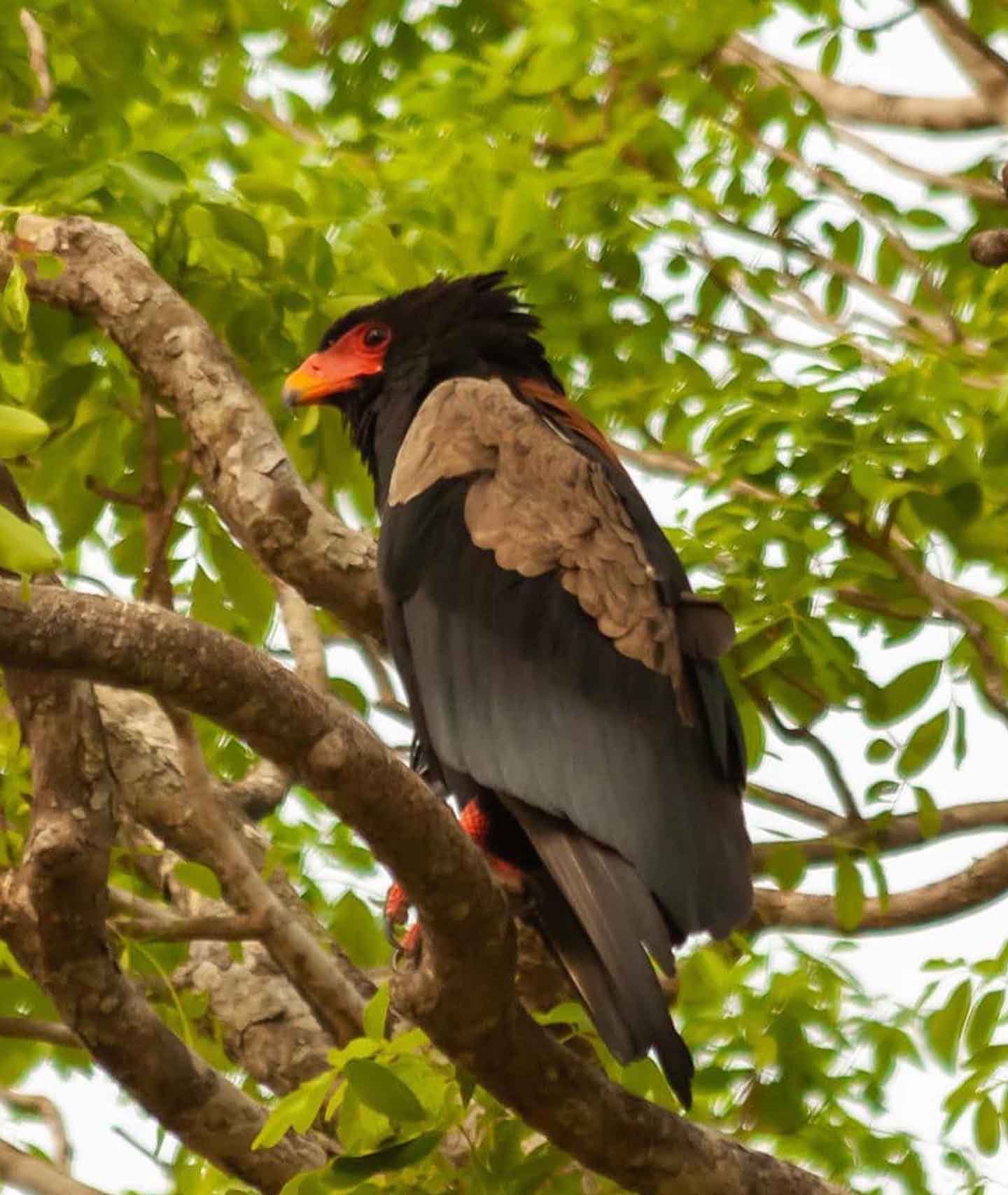 8 Things To Know Before Visiting Mole National Park